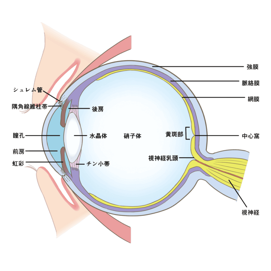 第108回（H31） 看護師国家試験 解説【午後36～40】 | 希望の解説ブログ