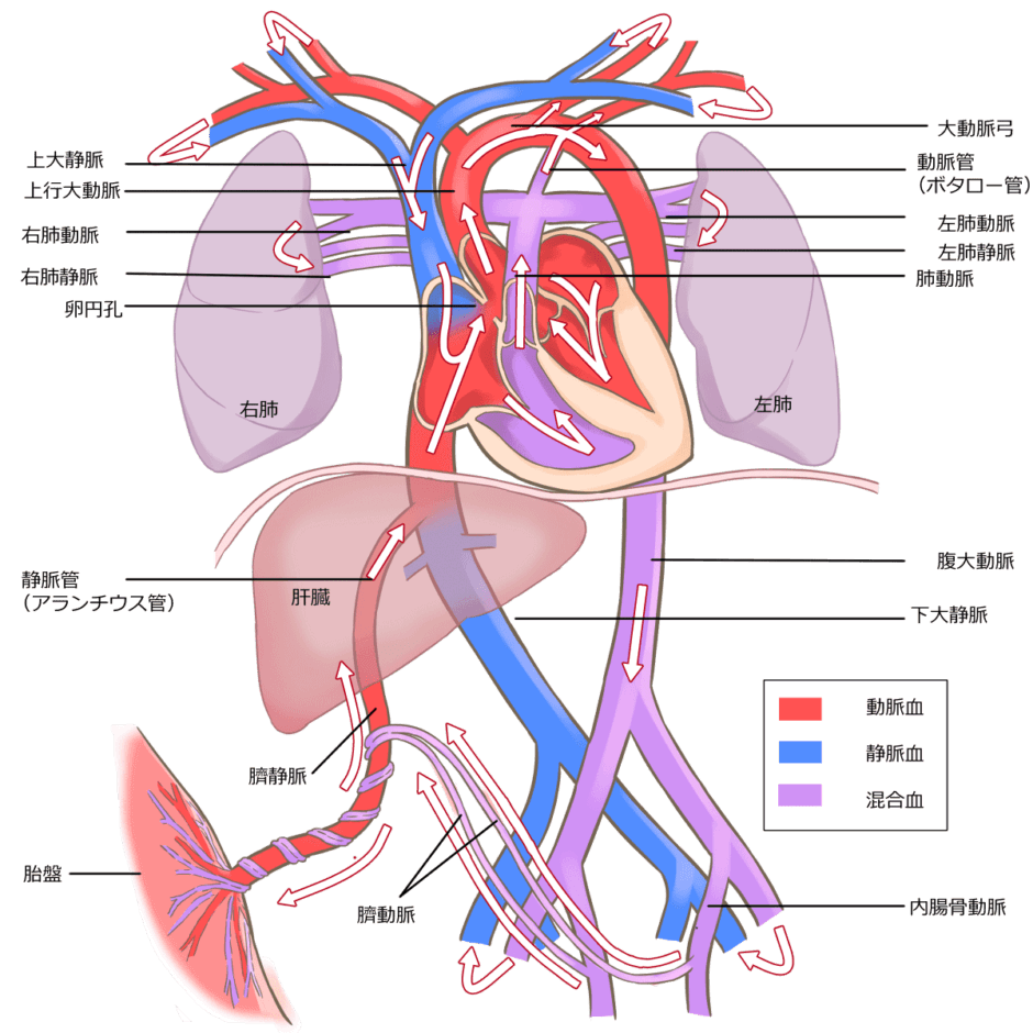 第108回（H31） 看護師国家試験 解説【午前6～10】 | 希望の解説ブログ